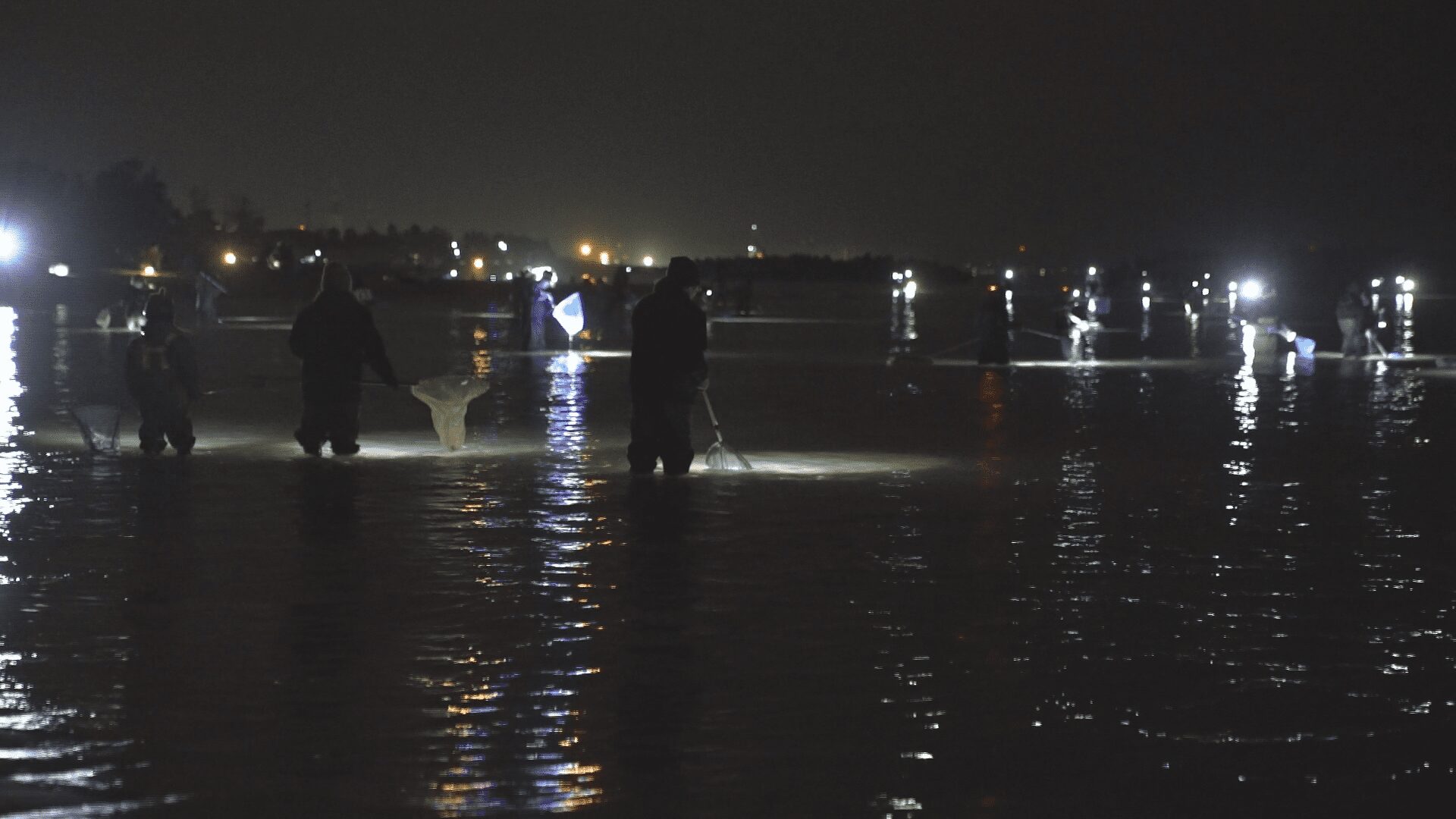 【2025年最新】ホタルイカすくいの時期とポイント | toieba（トイエバ）