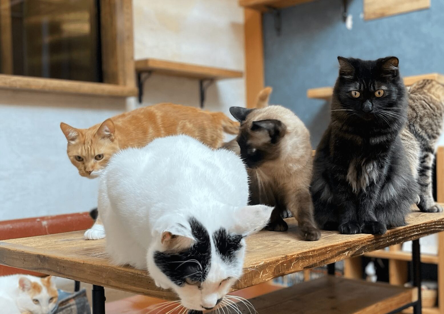 富山の猫カフェおすすめ5選・可愛い猫に癒されよう | toieba（トイエバ）