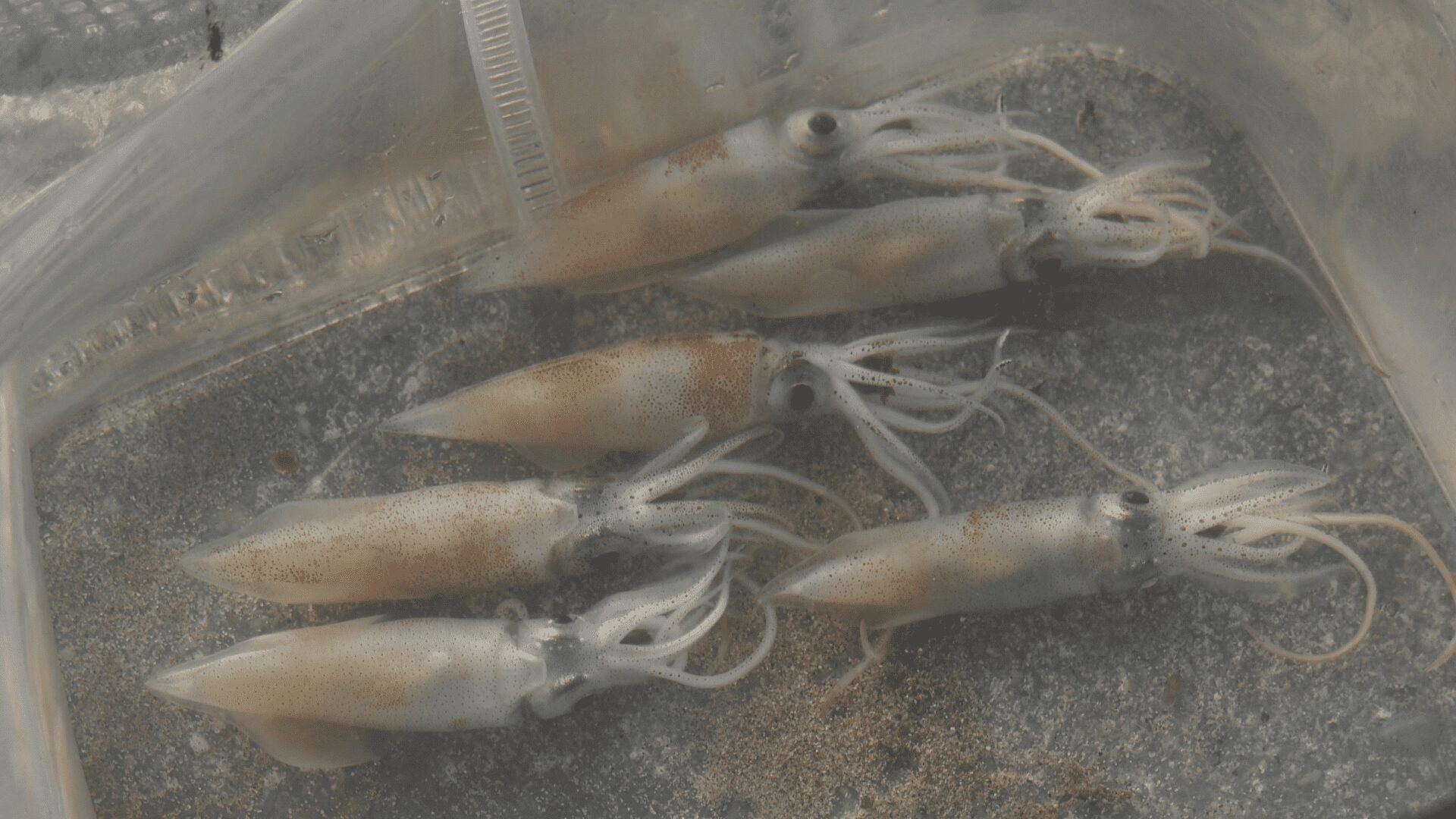 【2025年最新】ホタルイカすくいの時期とポイント | toieba（トイエバ）