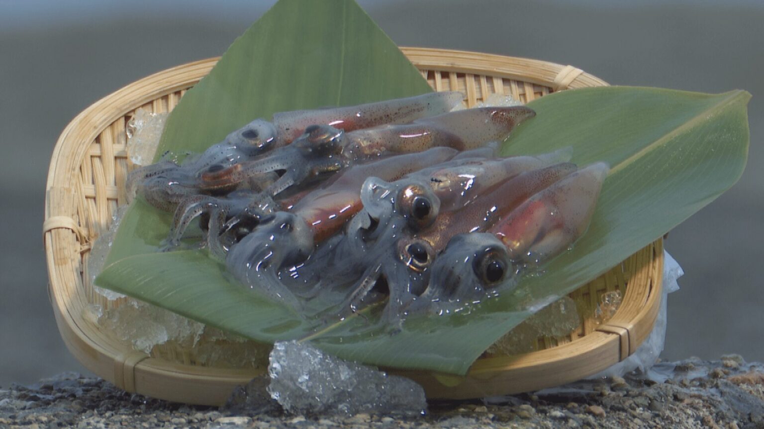 【2025年最新】ホタルイカすくいの時期とポイント | toieba（トイエバ）